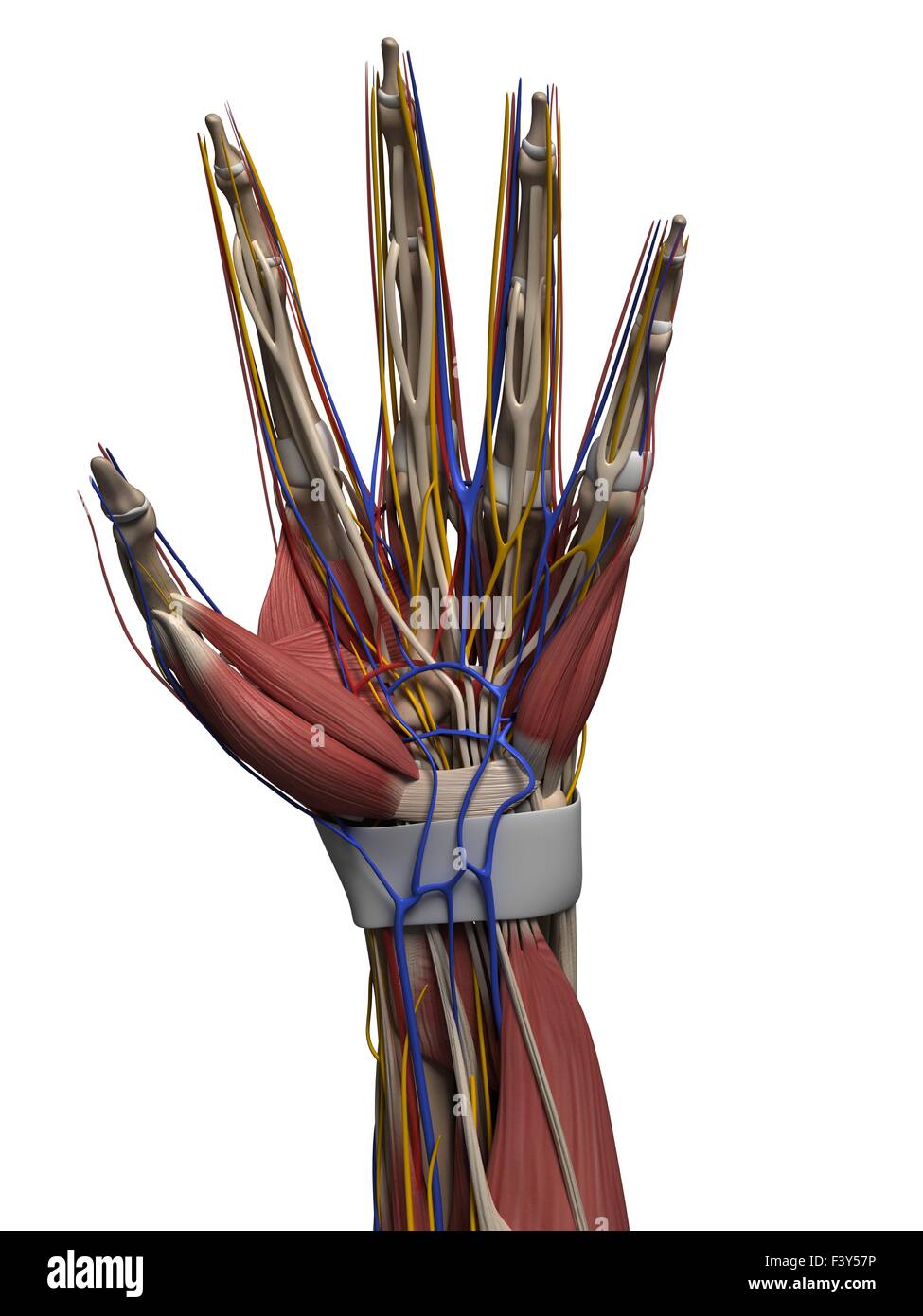 Hand nerves illustration hi-res stock photography and images - Alamy