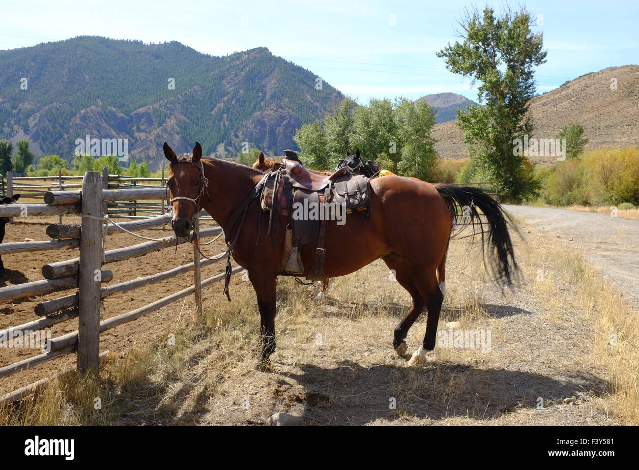 Fall cattle drive Stock Photo - Alamy