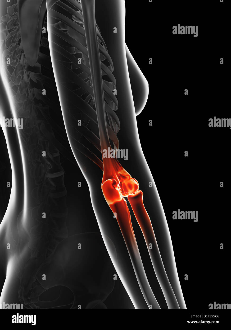 Normal anatomy of the elbow hi-res stock photography and images - Alamy