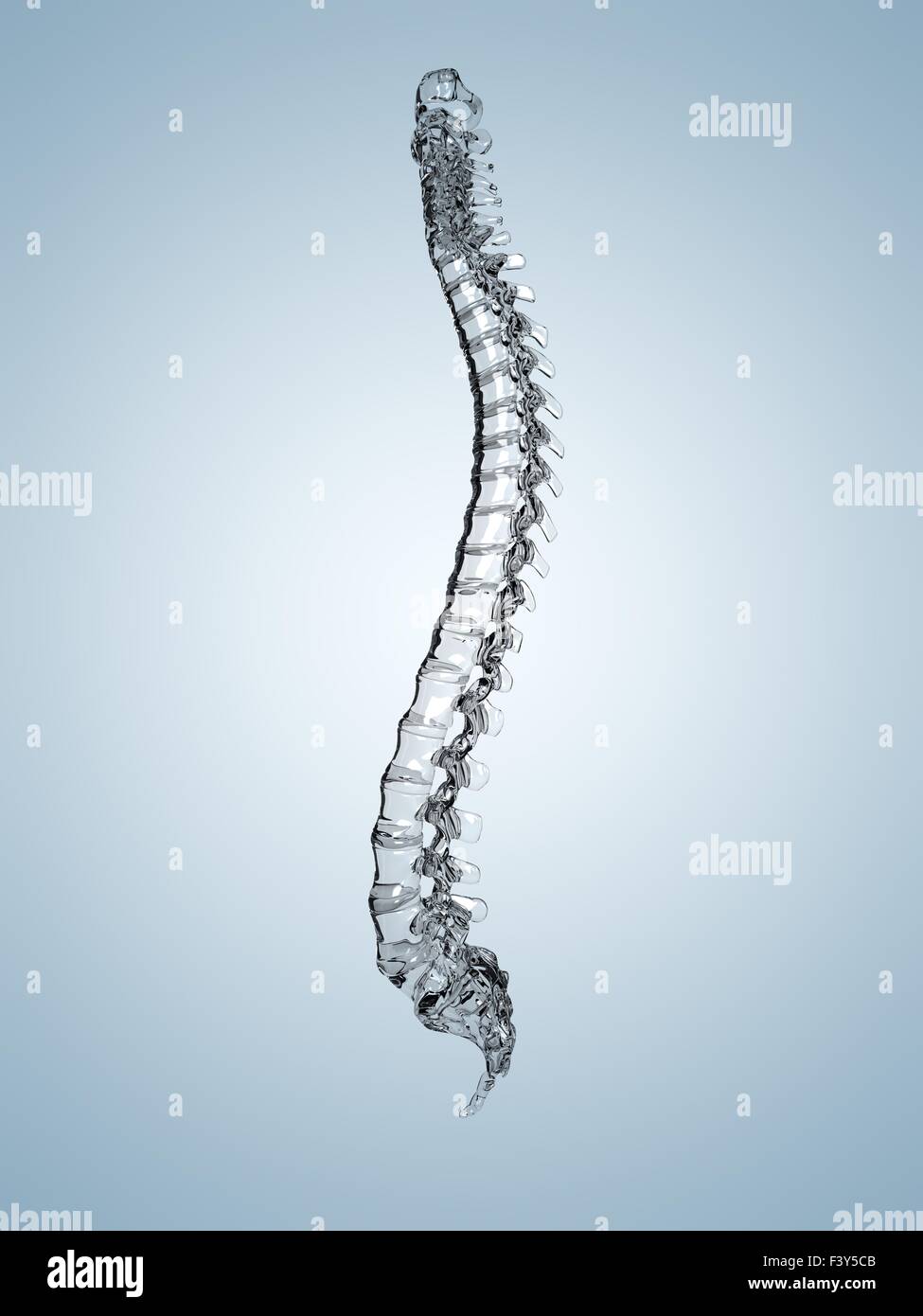 3d rendered illustration of a glass spine Stock Photo - Alamy
