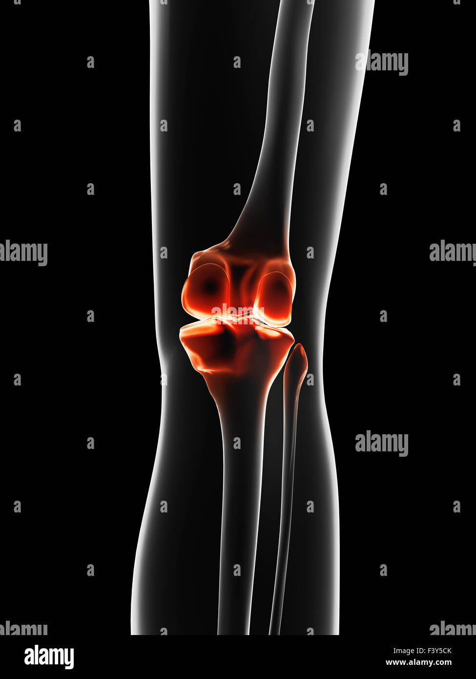 Normal Knee Joint
