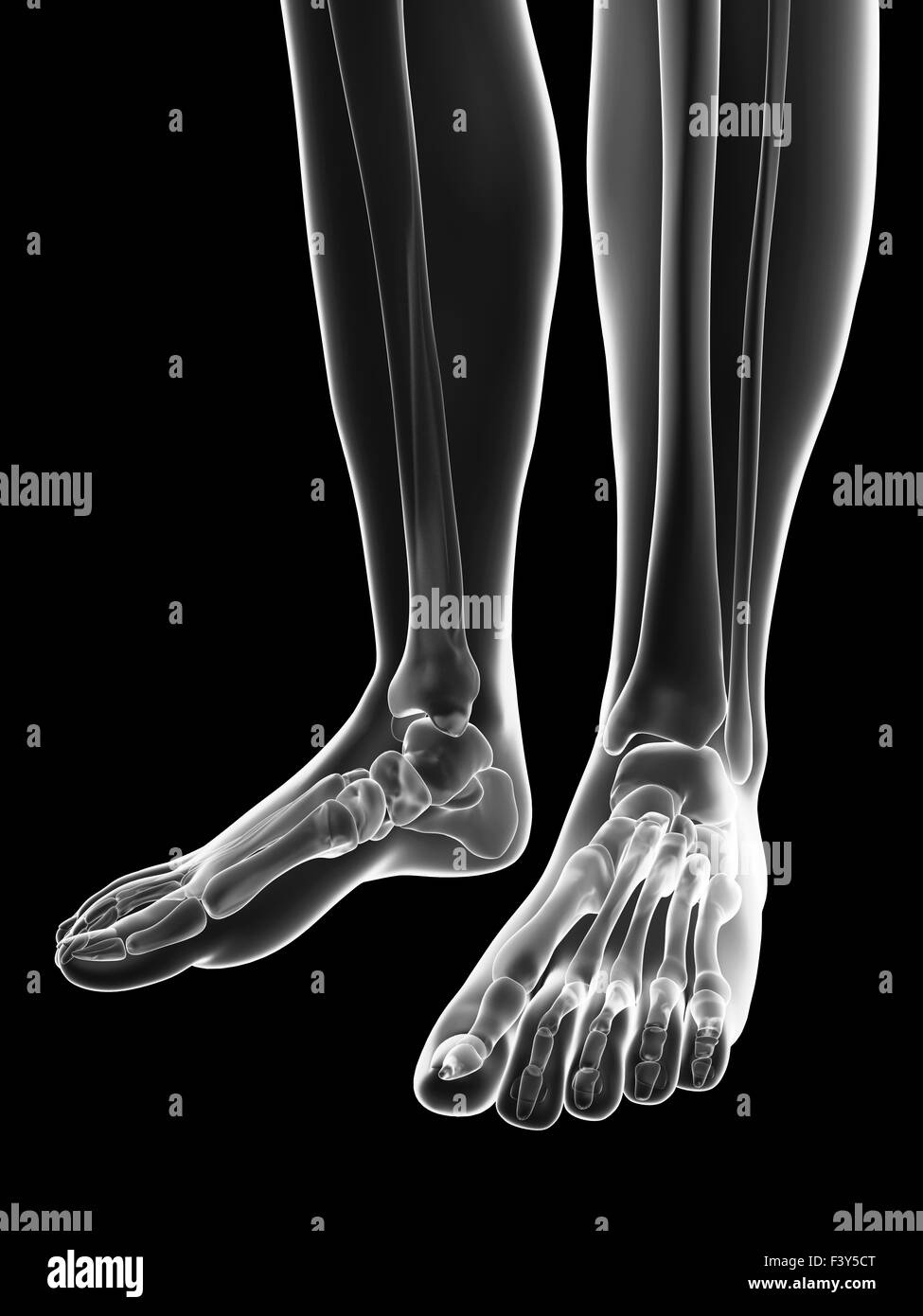 transparent female skeleton - foot bones Stock Photo - Alamy