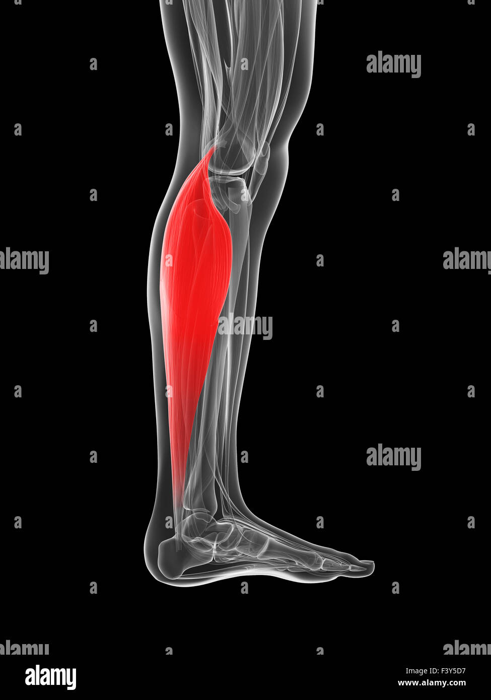 Gastrocnemius muscle hi-res stock photography and images - Alamy