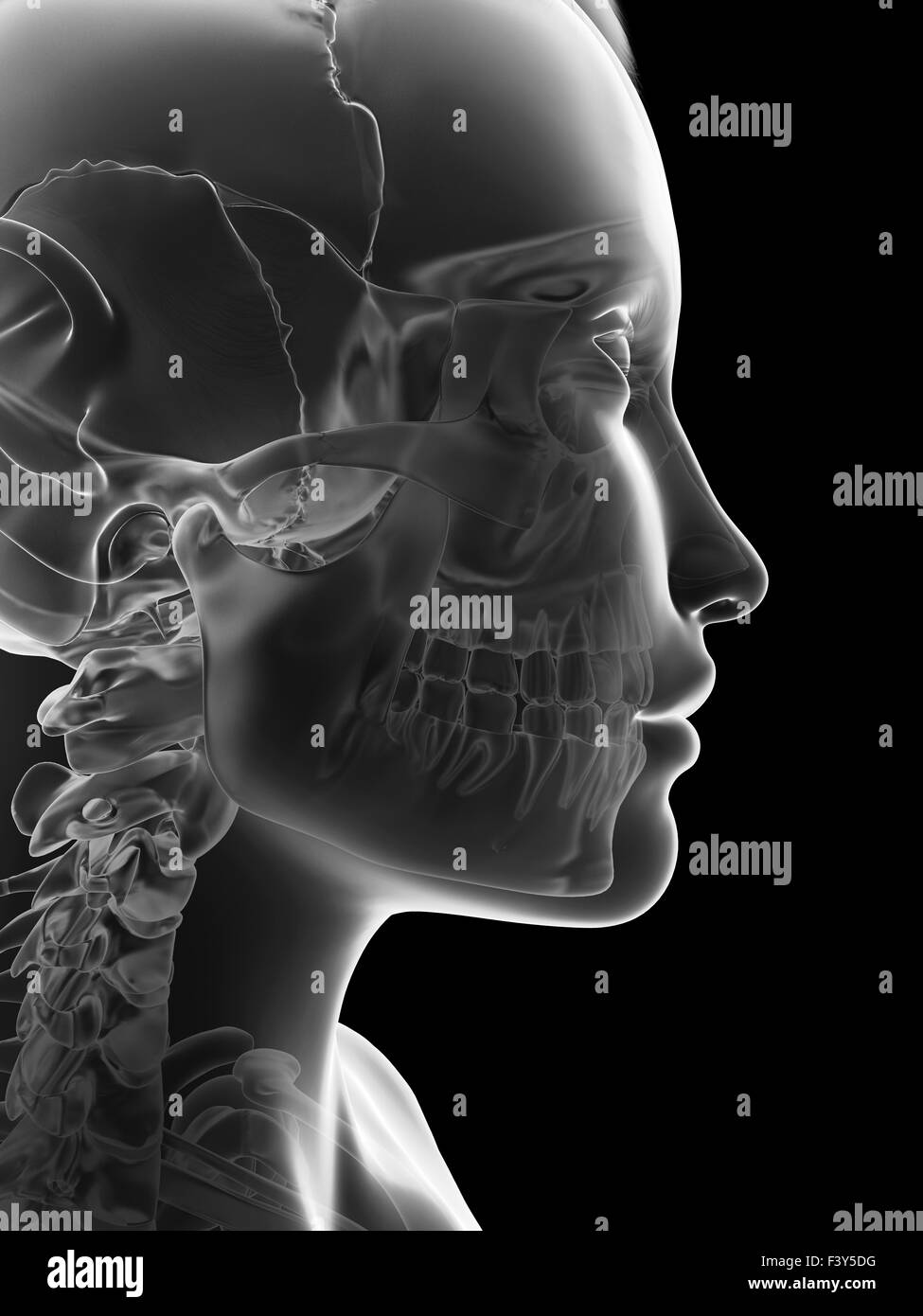 Female anatomy Black and White Stock Photos & Images - Alamy