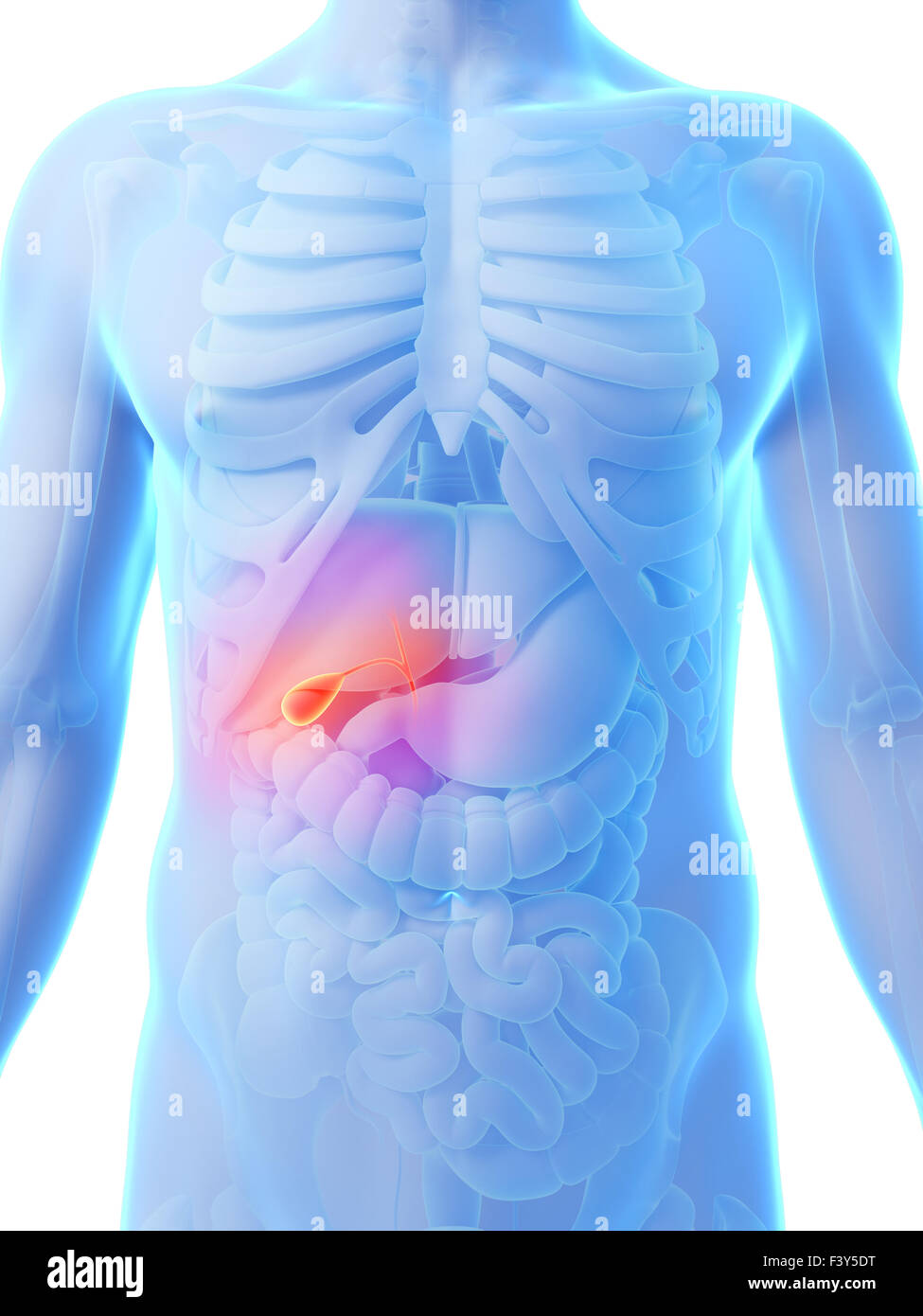 Gallbladder hi-res stock photography and images - Alamy