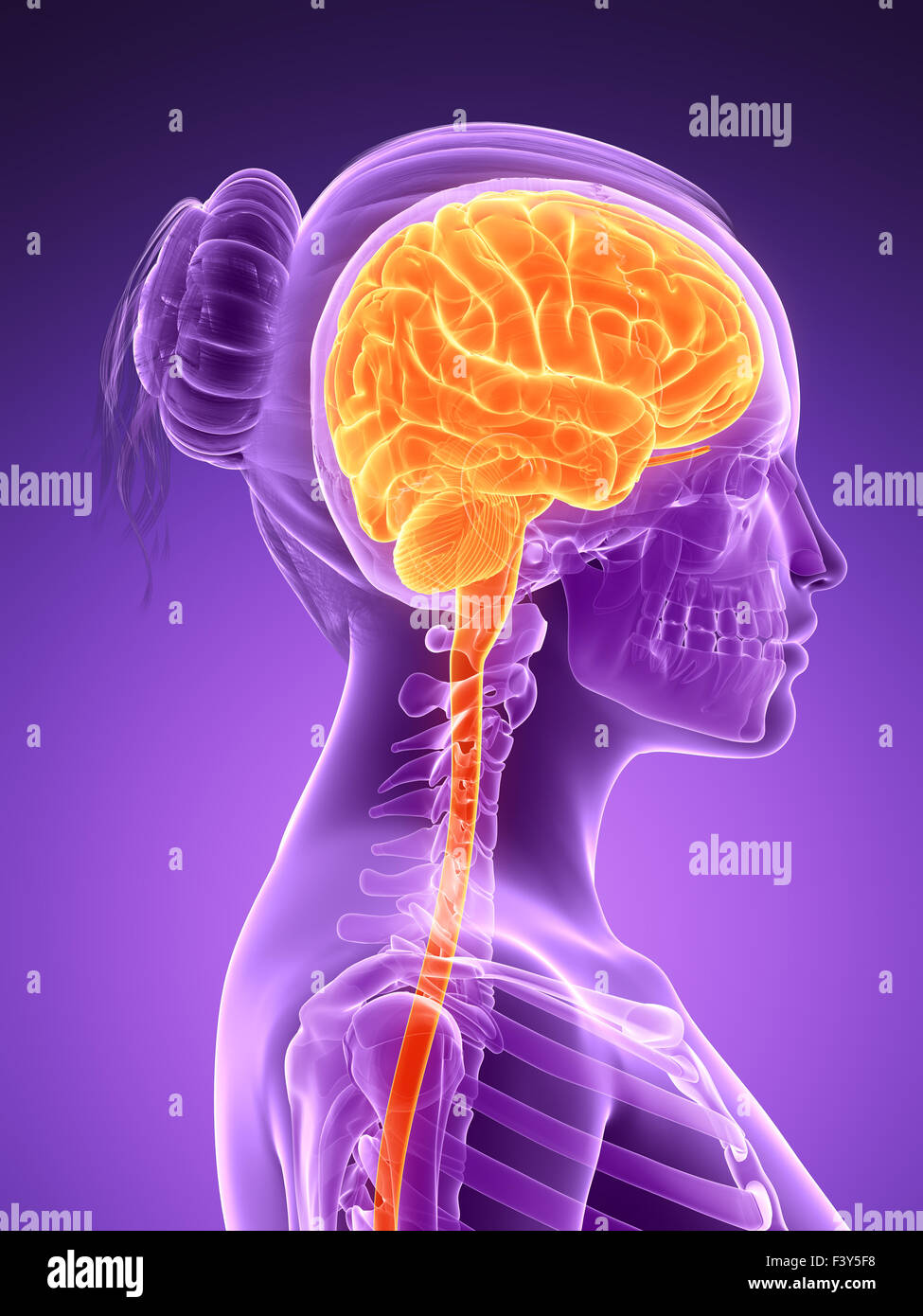 3d rendered illustration - female brain Stock Photo - Alamy