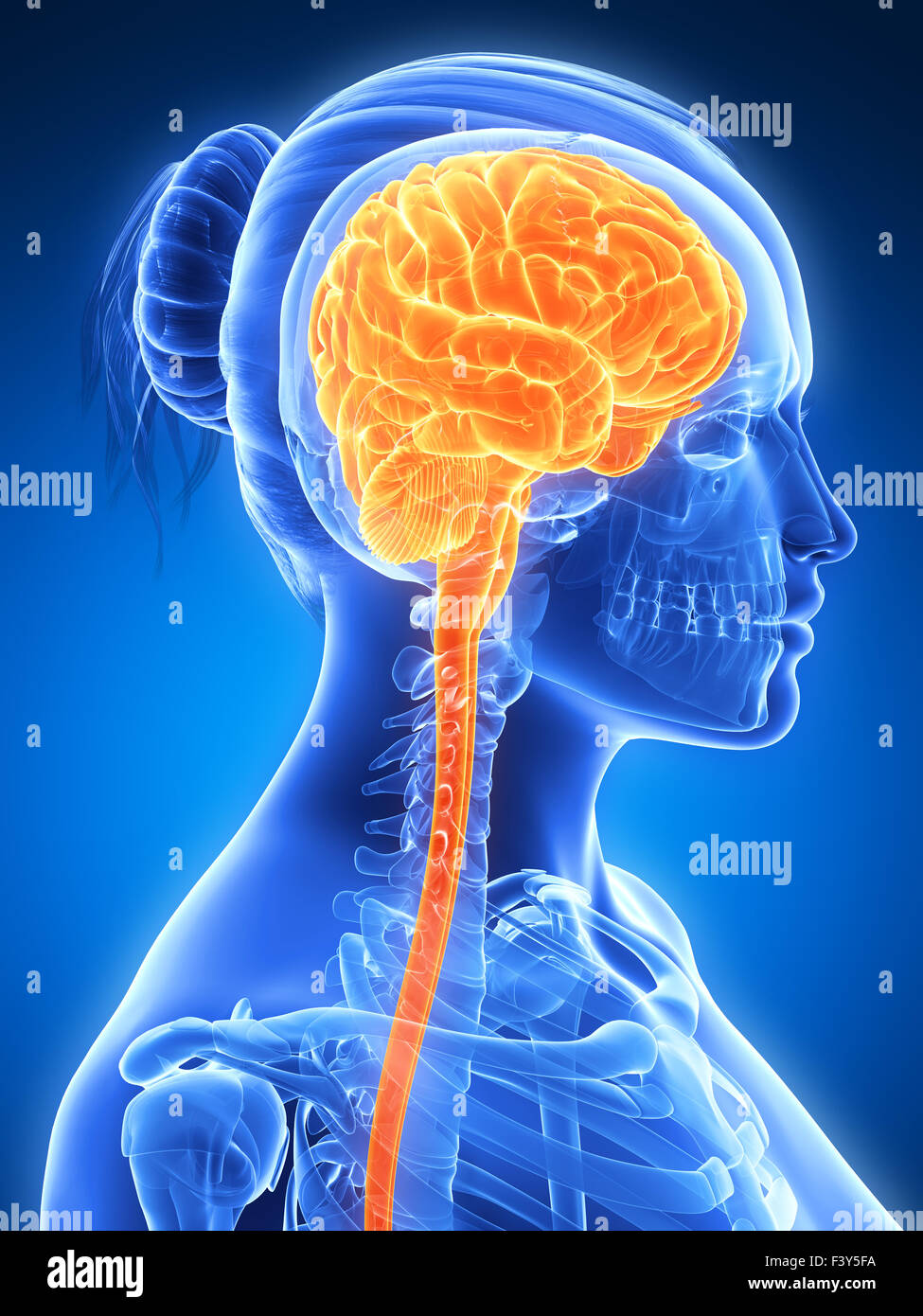 3d rendered illustration - female brain Stock Photo - Alamy
