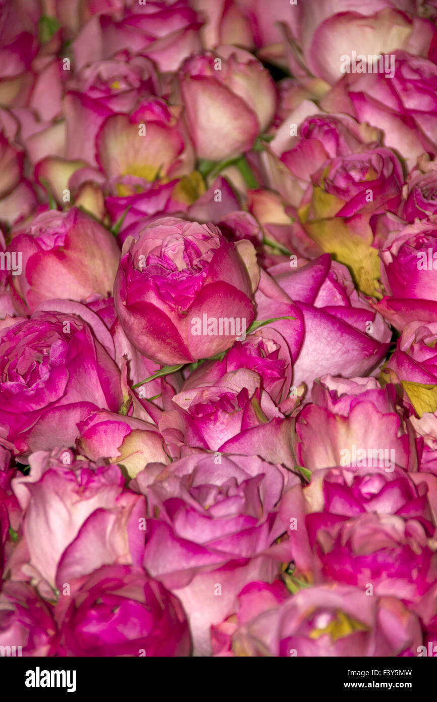 bunch of roses Stock Photo - Alamy