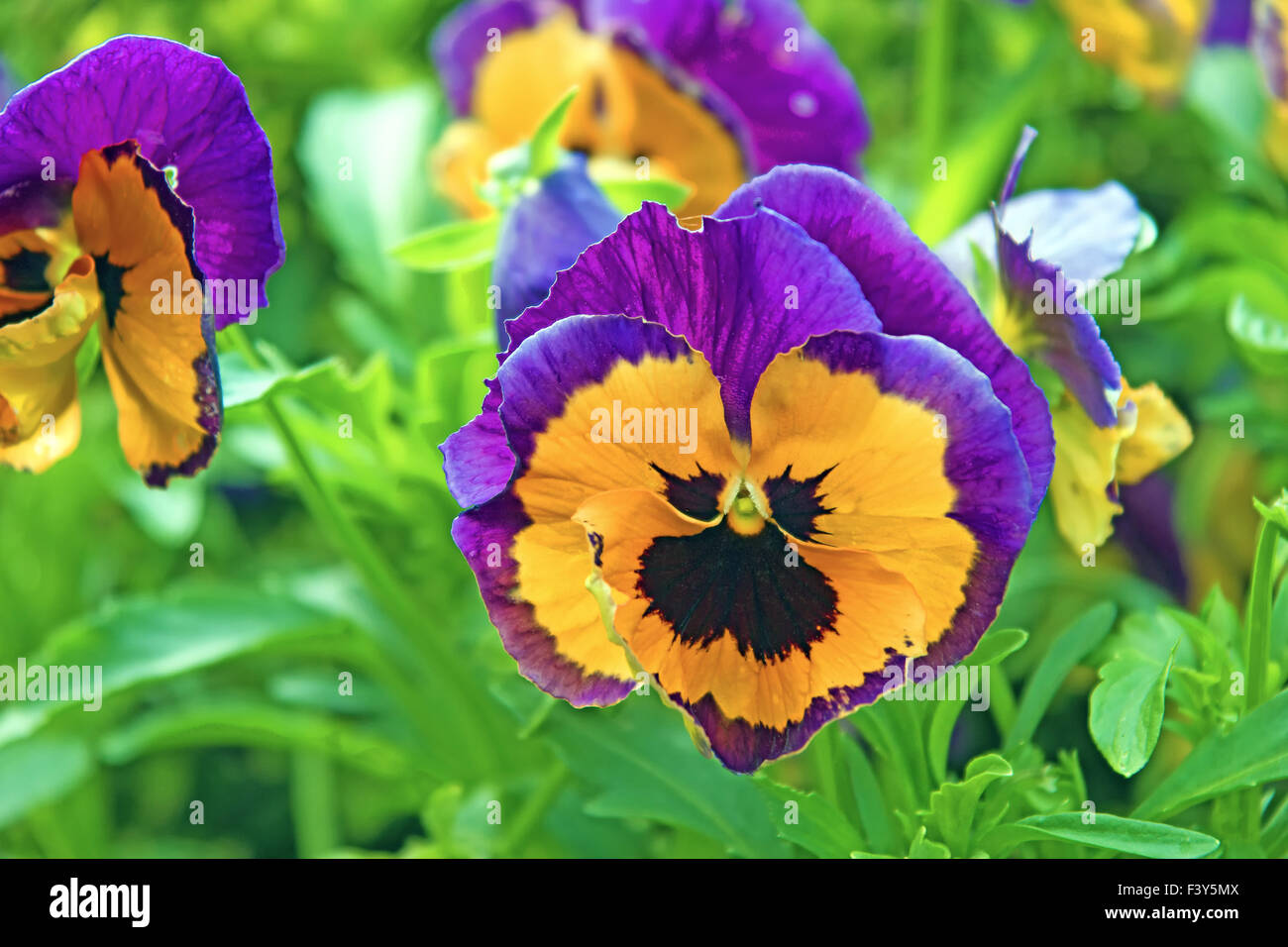 Black pansy pansies hi-res stock photography and images - Alamy