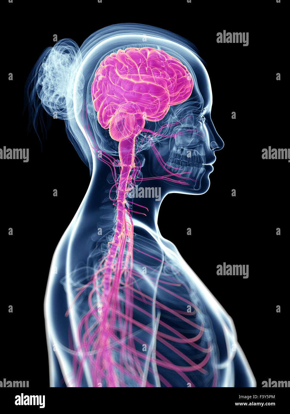 Female brain hi-res stock photography and images - Alamy