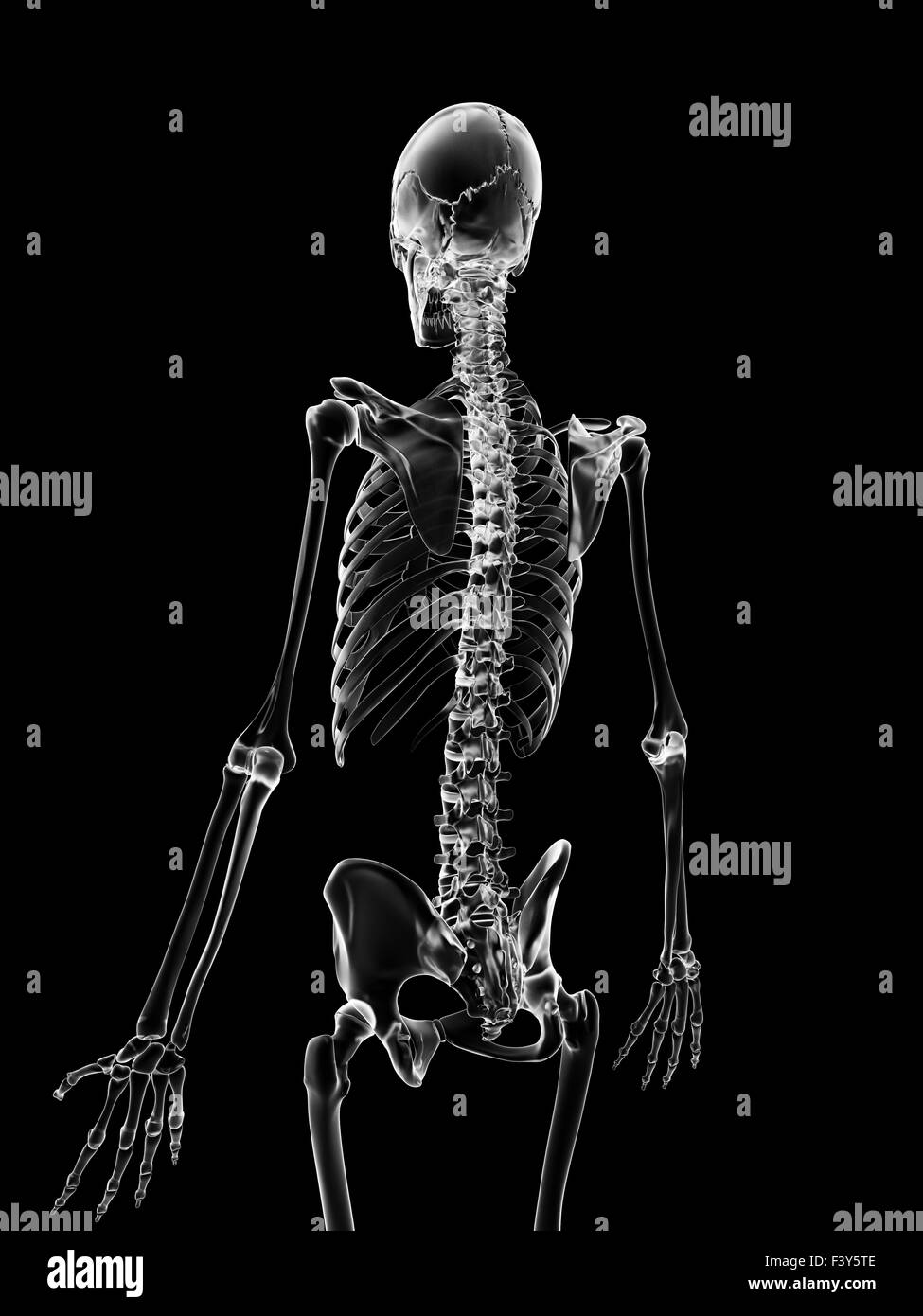 medical illustration of the skeleton Stock Photo - Alamy