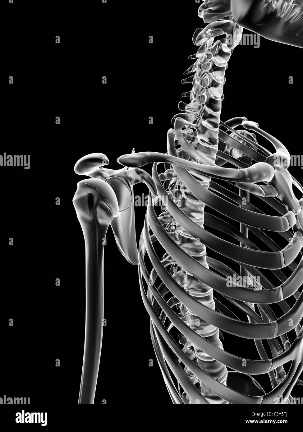 Shoulder joint anatomy Black and White Stock Photos & Images - Alamy