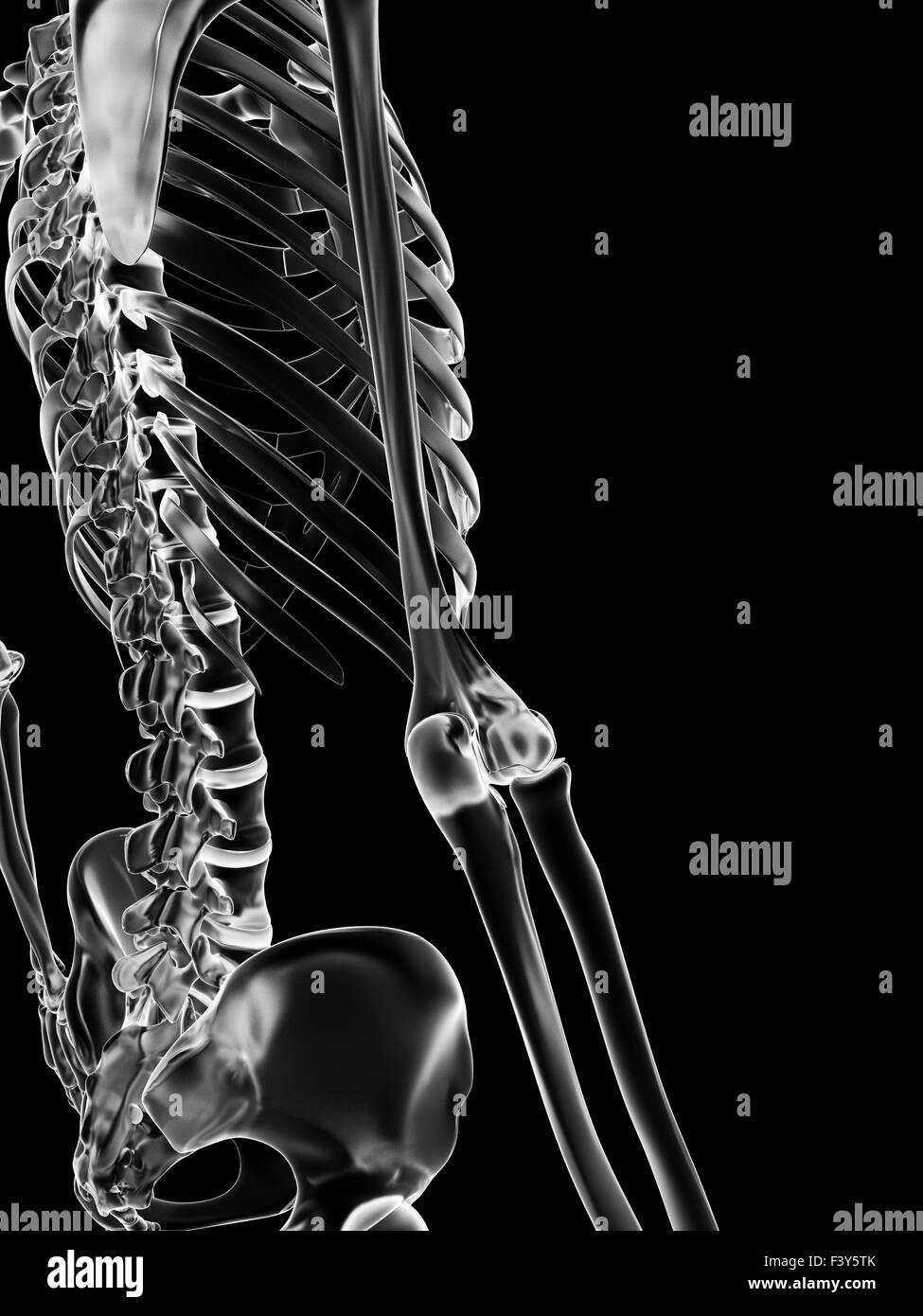 medical illustration of elbow joint Stock Photo - Alamy