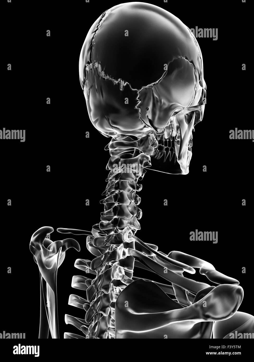 medical illustration of the skull and neck Stock Photo - Alamy