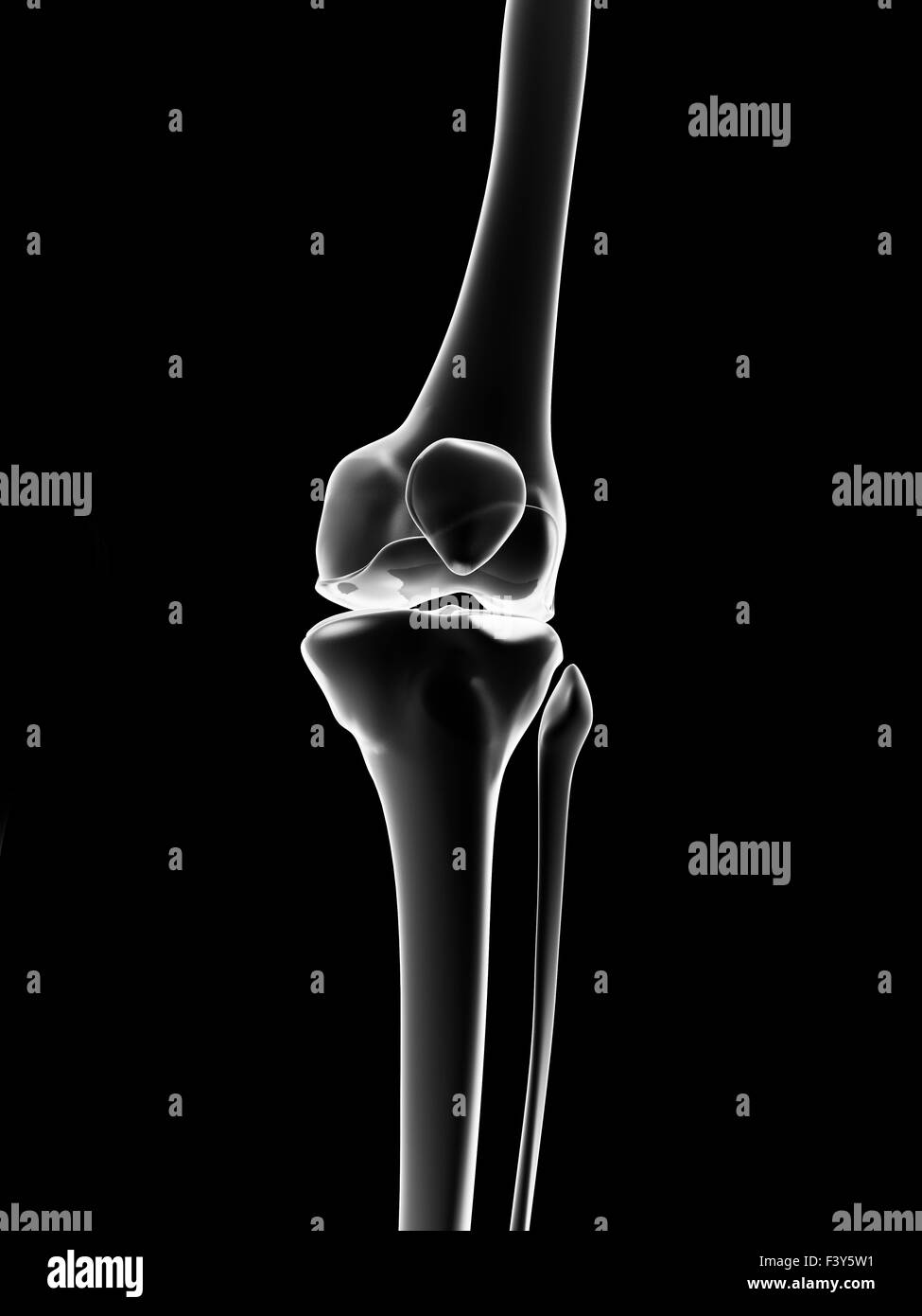 medical illustration of the knee Stock Photo - Alamy