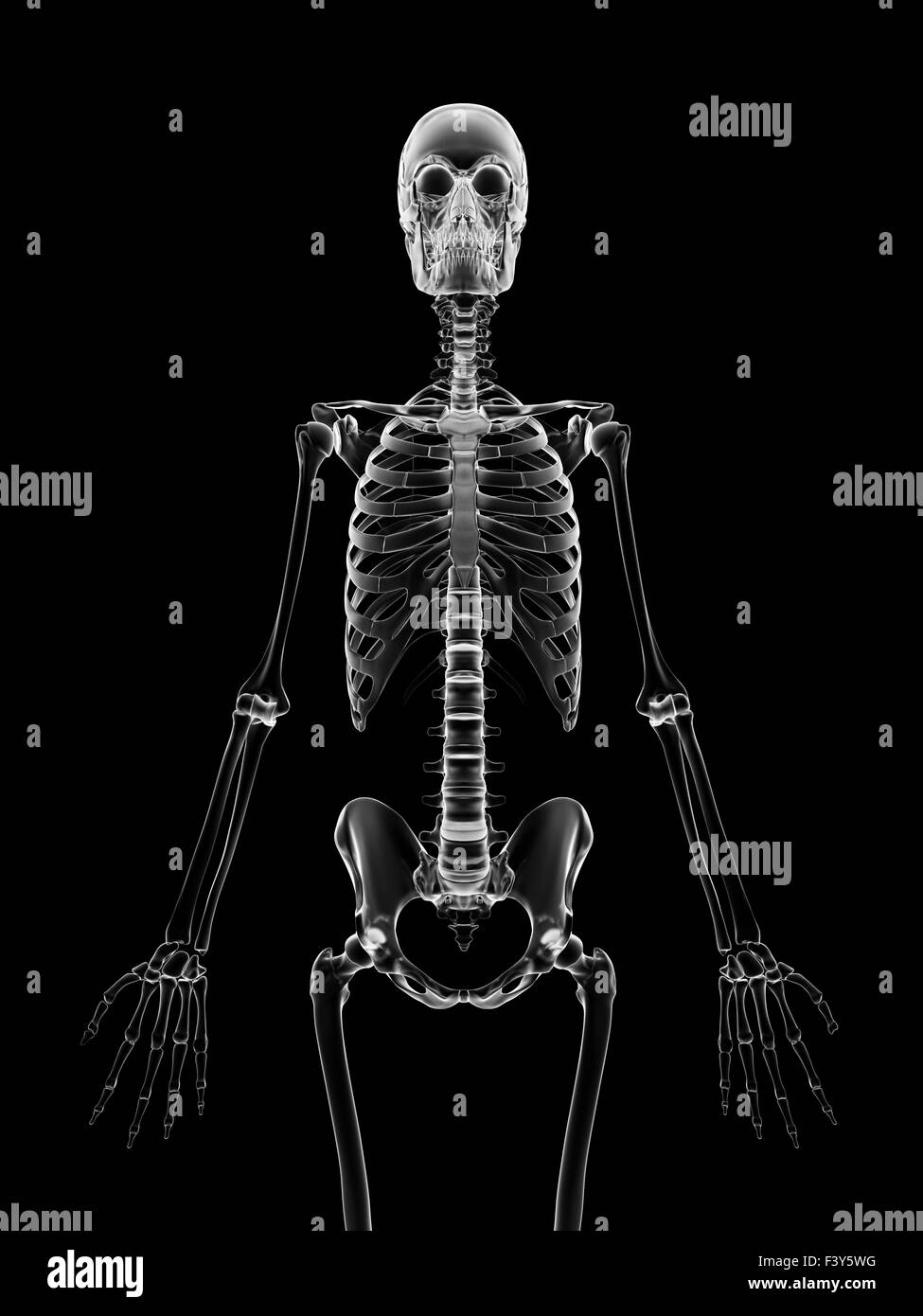 medical illustration of the skeleton Stock Photo - Alamy