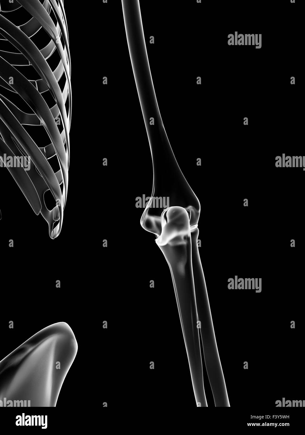 Human skeleton arm elbow anatomy Black and White Stock Photos & Images ...