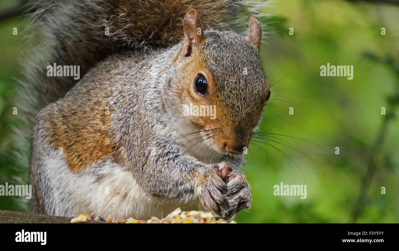 Friendly squirrel in Elvaston Park, Derby Stock Photo - Alamy