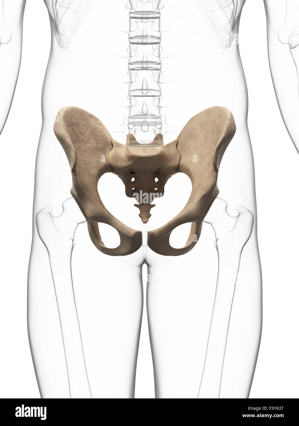 Hip bone hi-res stock photography and images - Alamy