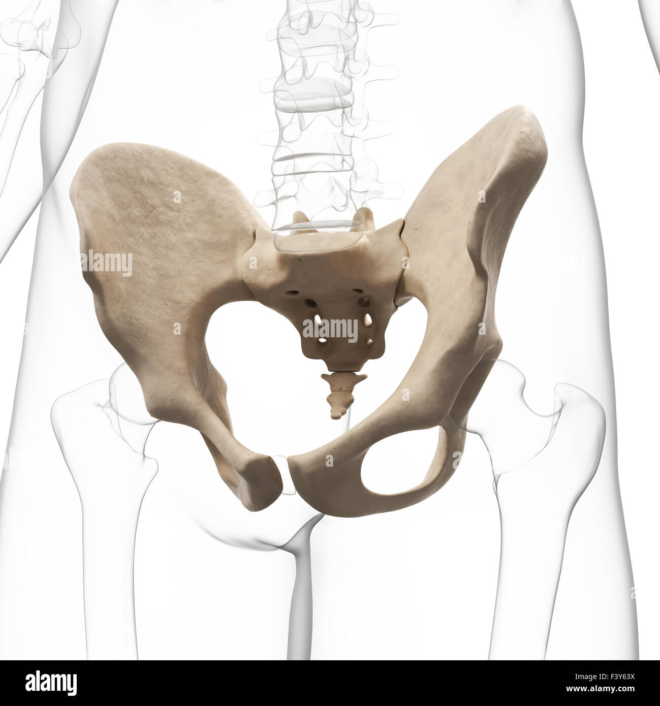 3d rendered illustration of the hip bone Stock Photo - Alamy