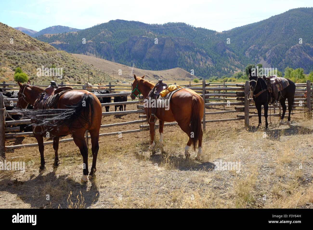 Old cattle drive hi-res stock photography and images - Alamy