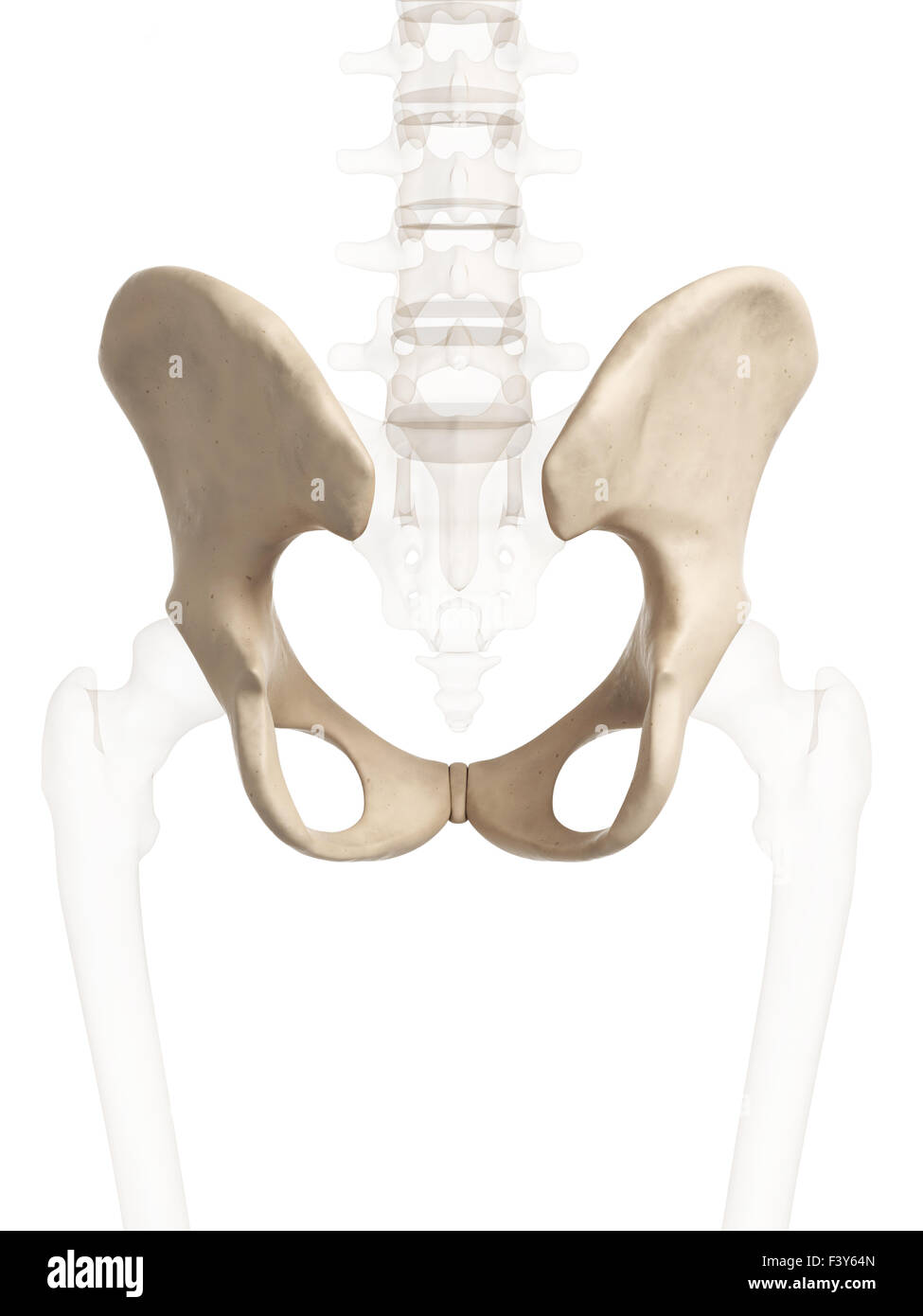 Hip bone hi-res stock photography and images - Alamy