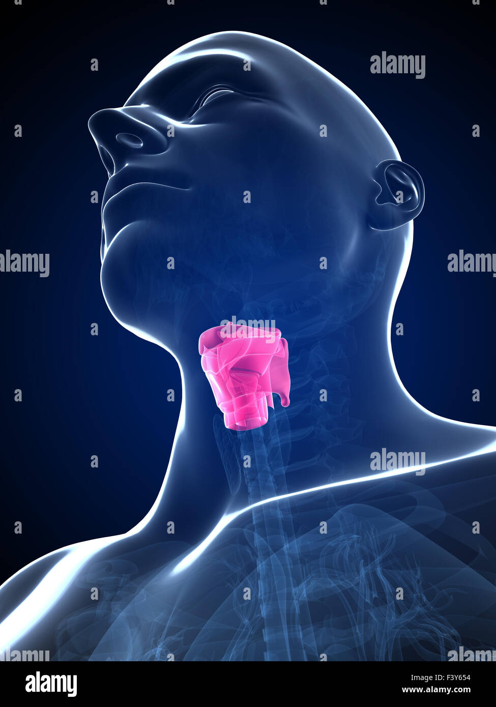 3d rendered illustration of the male larynx Stock Photo - Alamy