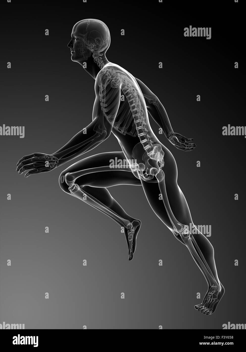 3d rendered illustration - runner anatomy Stock Photo - Alamy