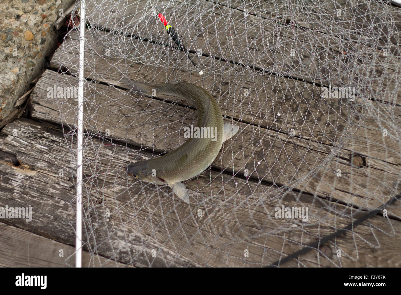 Fish nelma (Stenodus leucichthys Stock Photo - Alamy