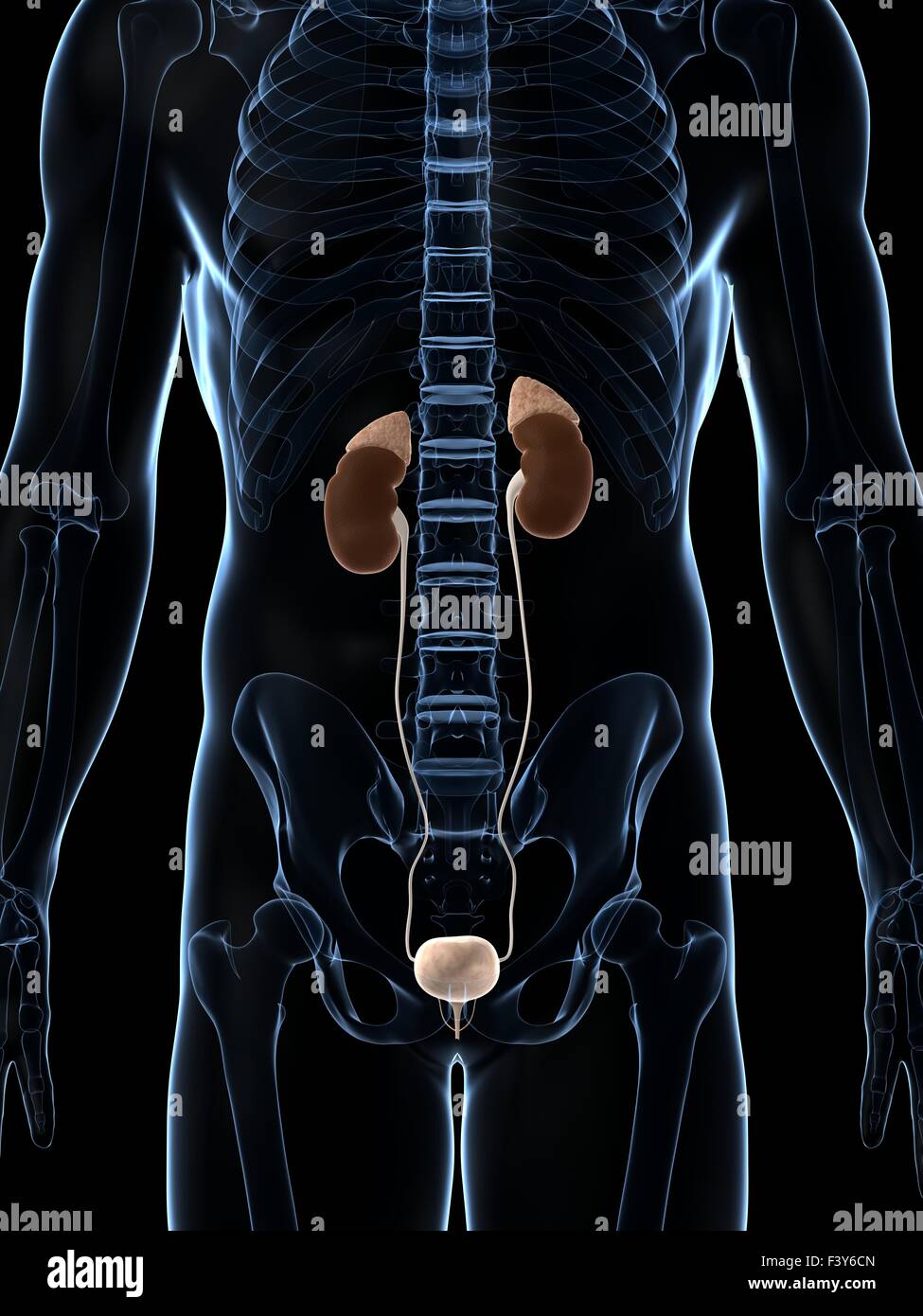 3d rendered illustration of the male kidneys Stock Photo - Alamy