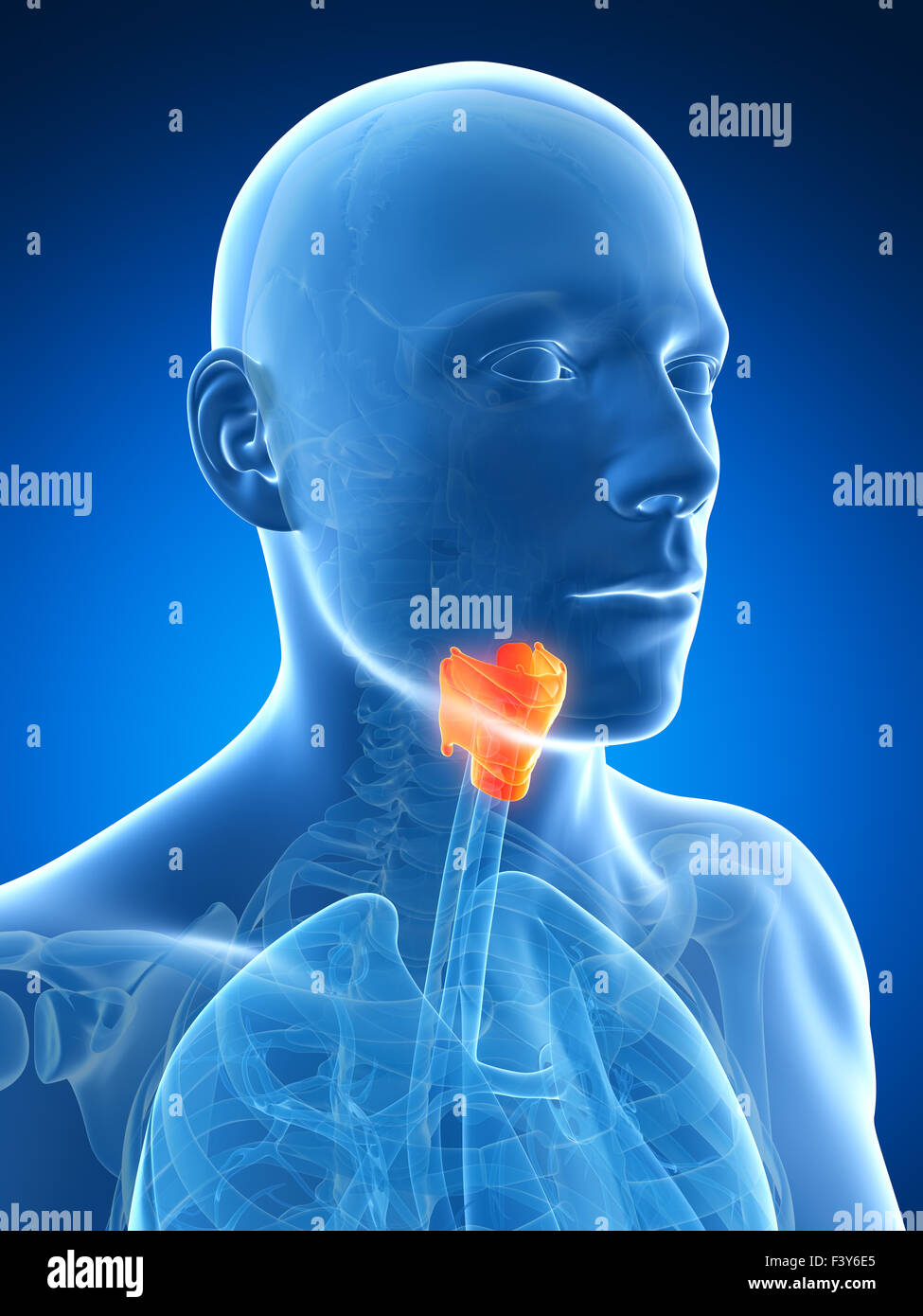 Inflammation of the larynx hi-res stock photography and images - Alamy