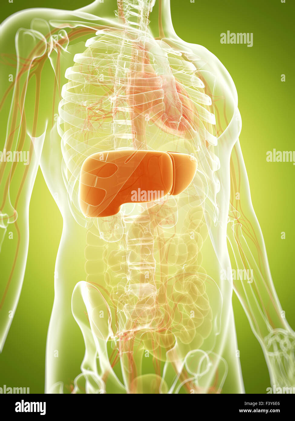 3d rendered illustration of the liver Stock Photo - Alamy