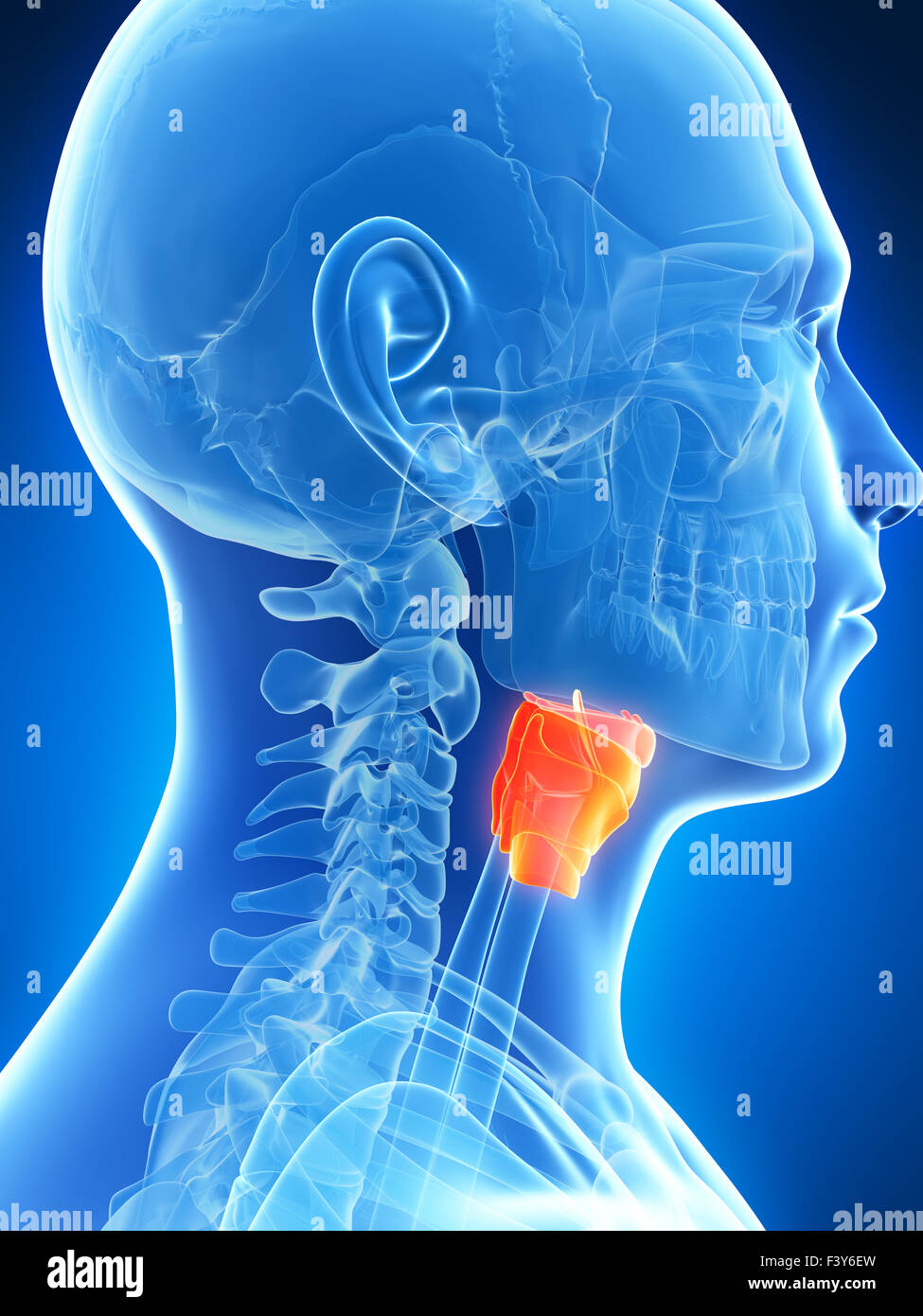 3d rendered illustration of the male larynx Stock Photo - Alamy