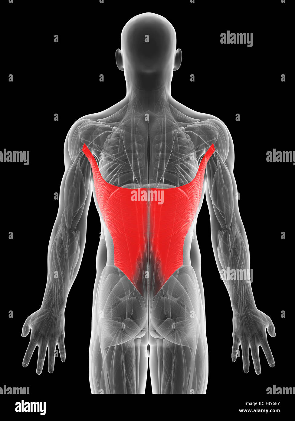 Musculus latissimus dorsi hi-res stock photography and images - Alamy