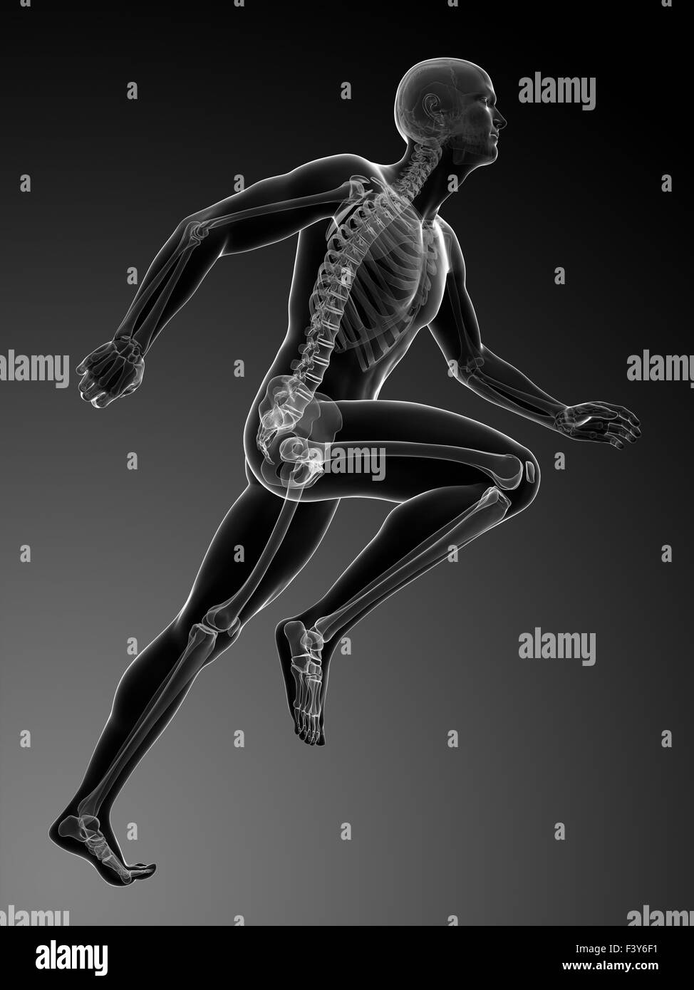 3d rendered illustration - runner anatomy Stock Photo - Alamy
