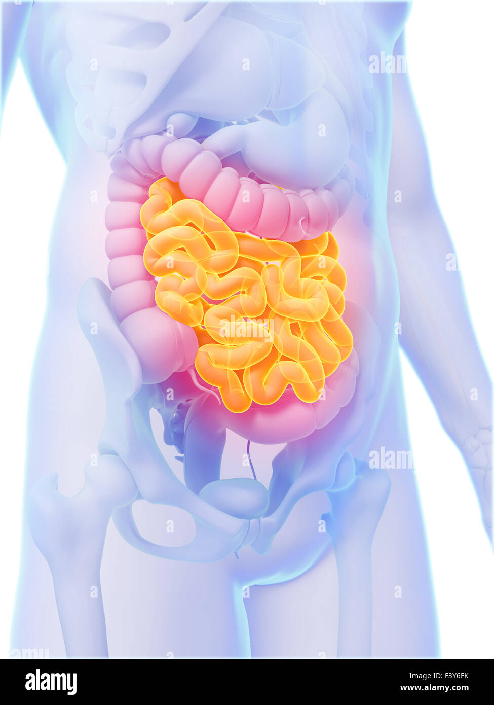 3d rendered illustration - small intestine Stock Photo - Alamy