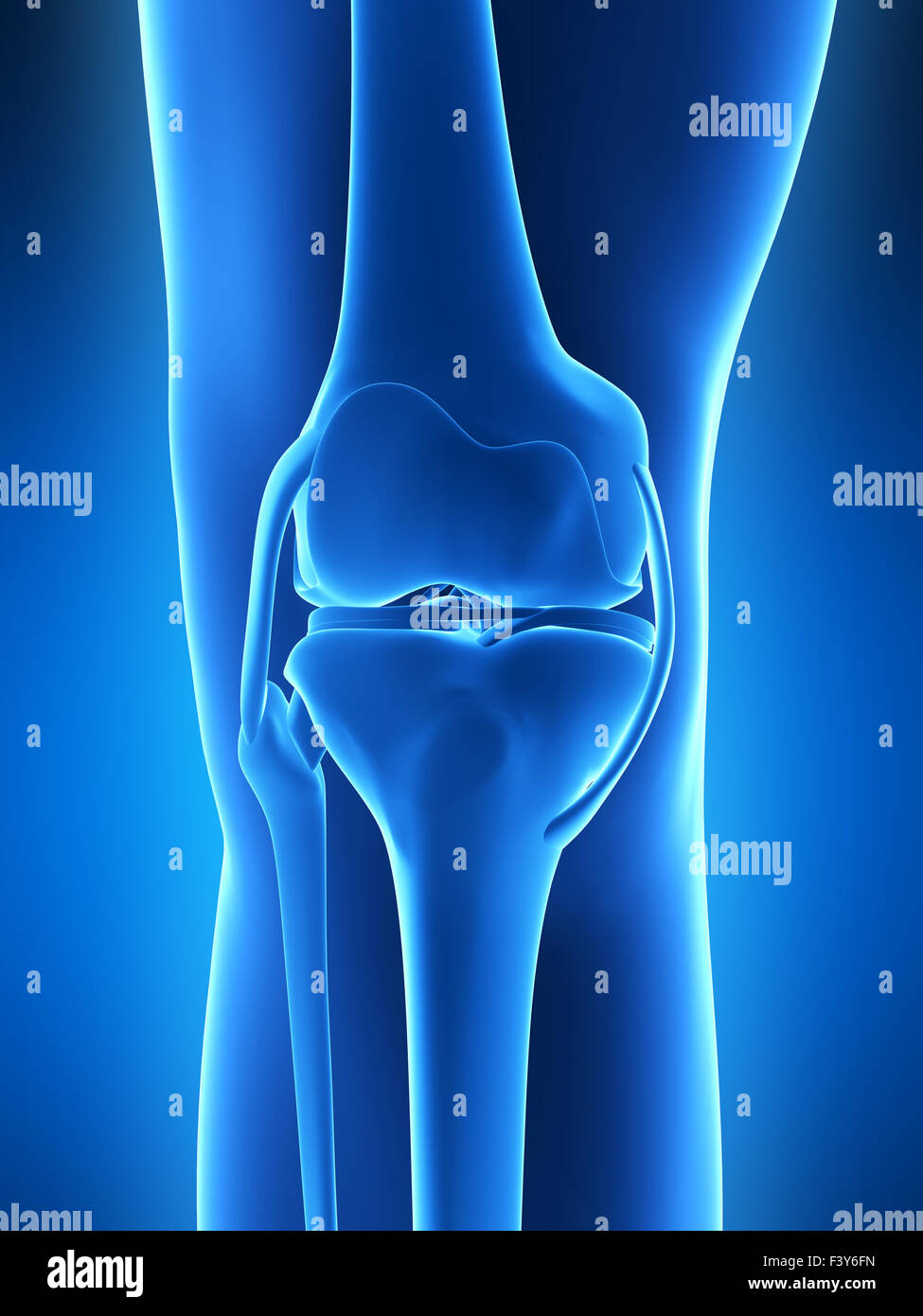 3d rendered illustration - knee anatomy Stock Photo - Alamy