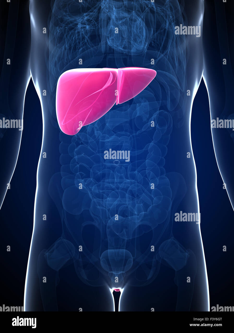 3d rendered illustration of the male liver Stock Photo - Alamy
