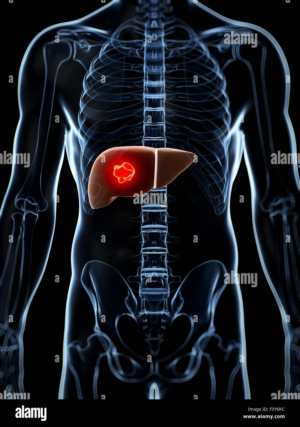 3d rendered illustration of the male liver Stock Photo - Alamy