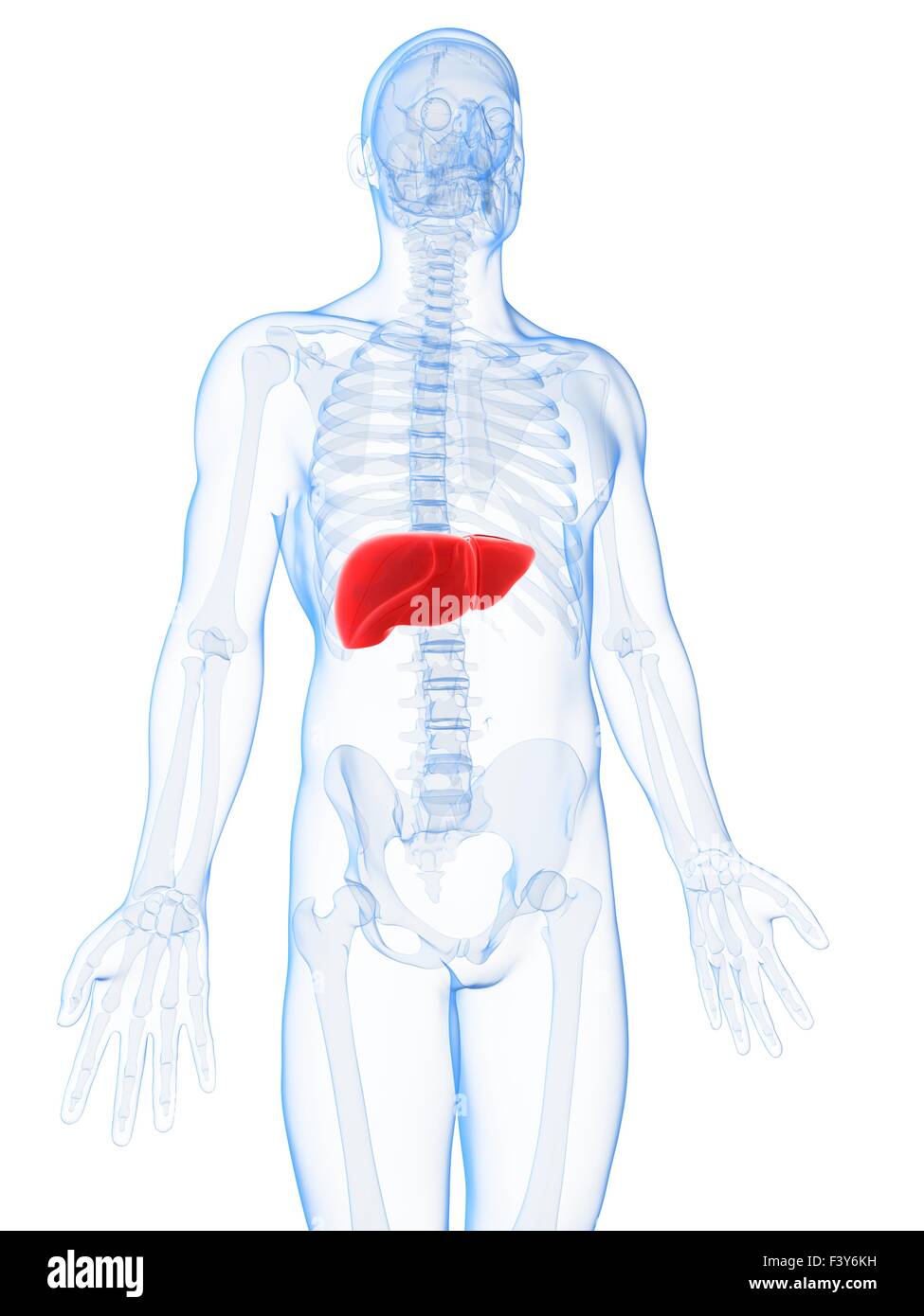 3d rendered illustration of the male liver Stock Photo - Alamy