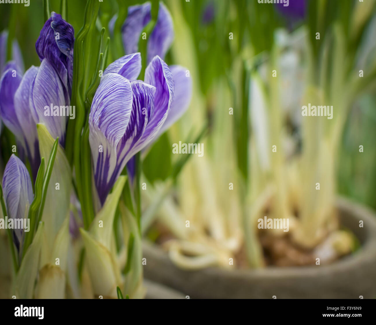 Purple crocus flower pots Stock Photo - Alamy