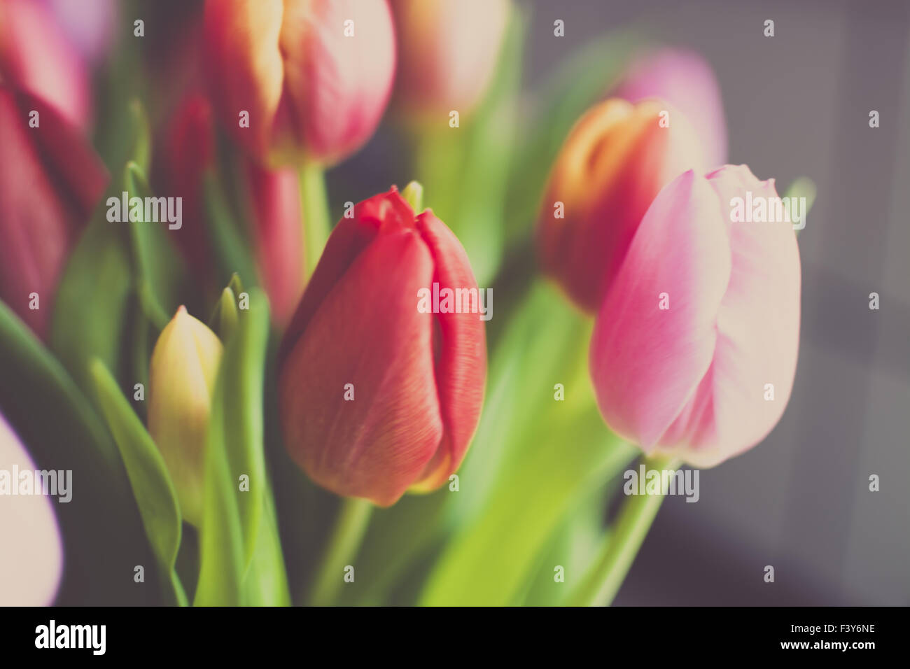 Pink and red tulips Stock Photo - Alamy