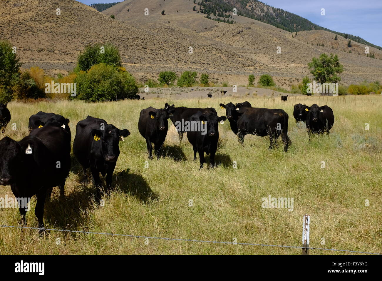 Cattle roundup hi-res stock photography and images - Alamy