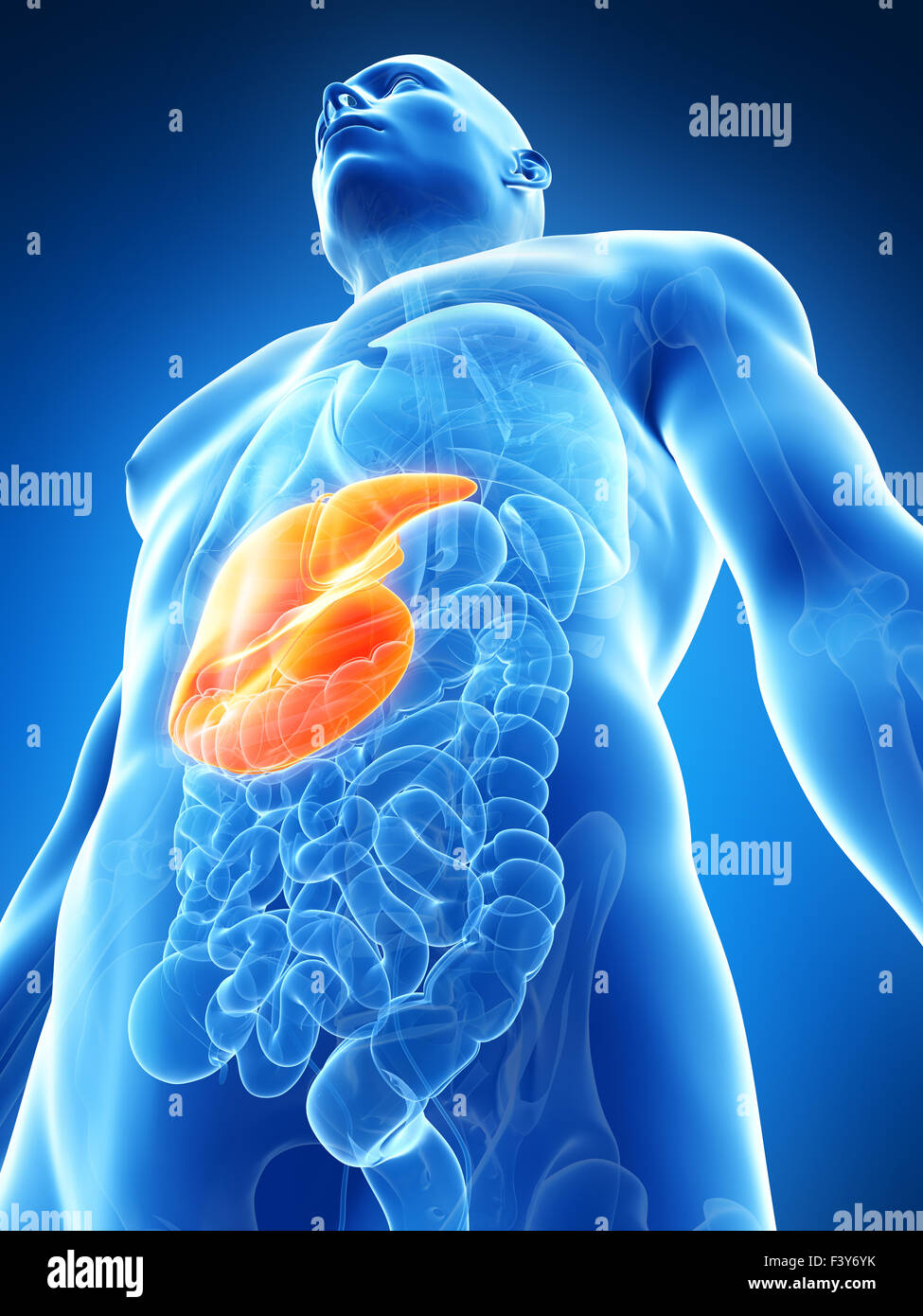 3d rendered illustration of the male liver Stock Photo - Alamy