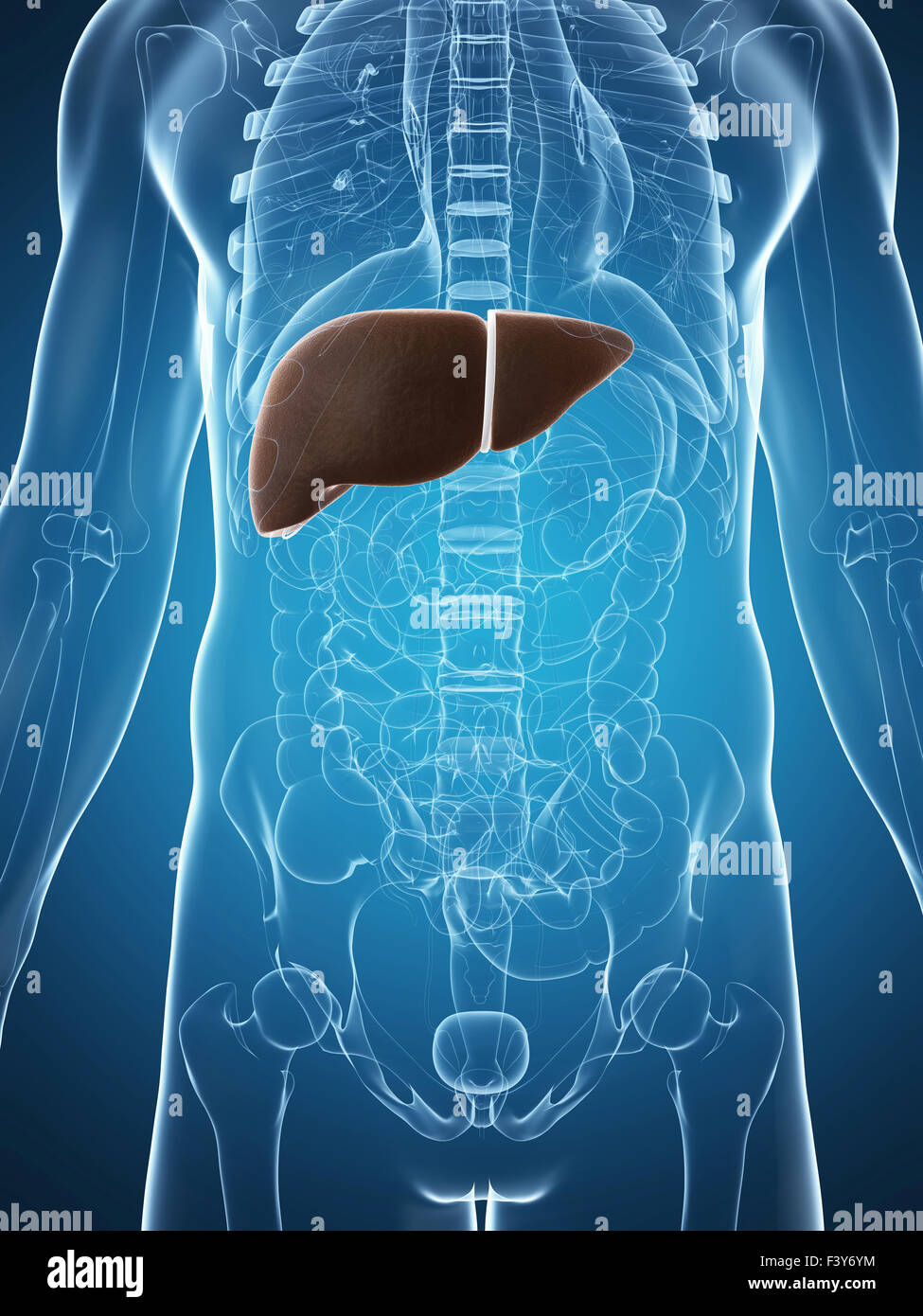 Inflamed liver hi-res stock photography and images - Alamy
