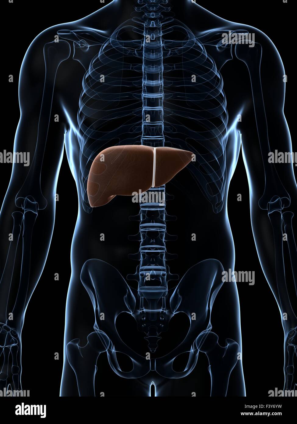 3d rendered illustration of the male liver Stock Photo - Alamy