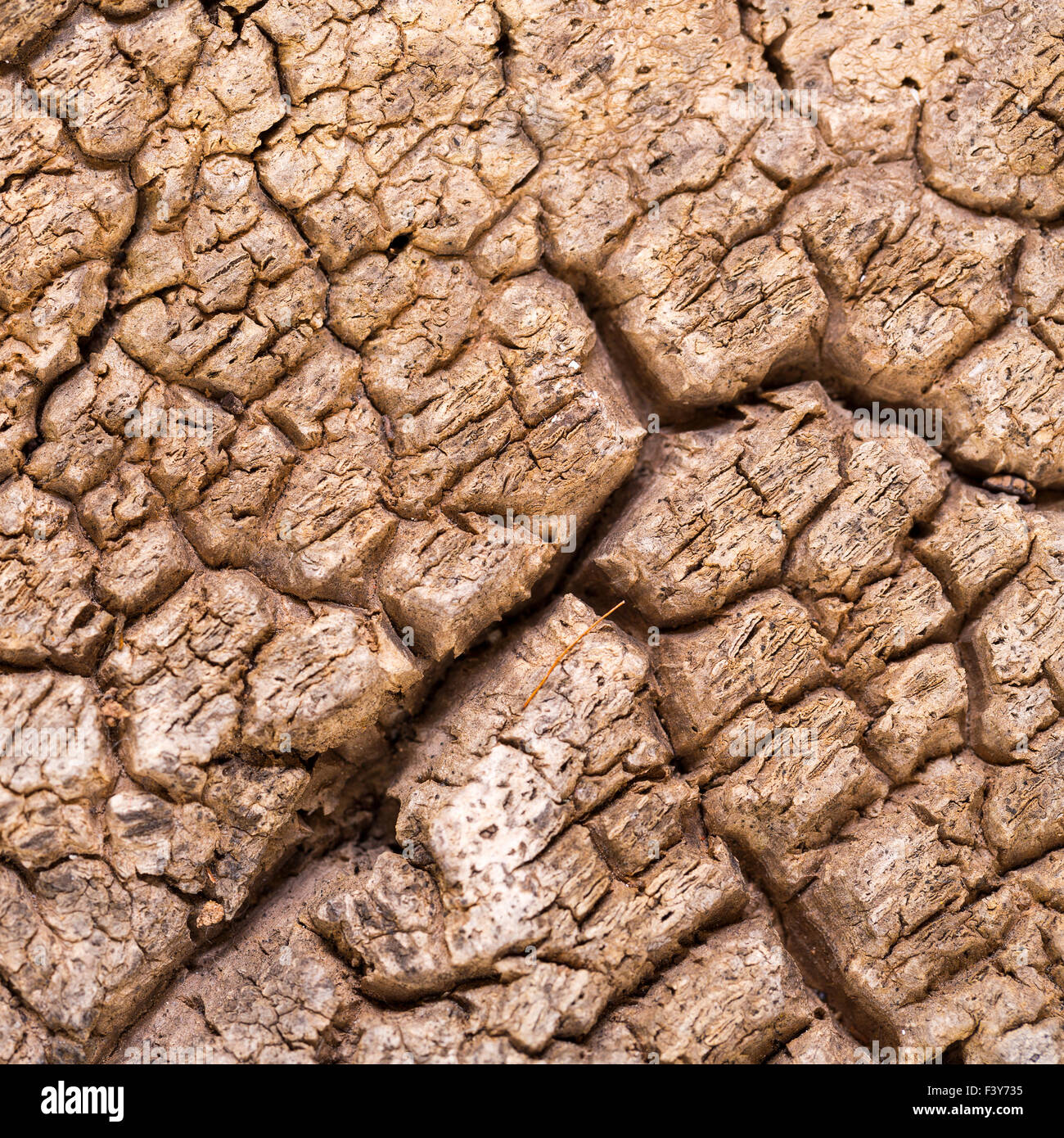 Bark cork oak tree dry Stock Photo - Alamy