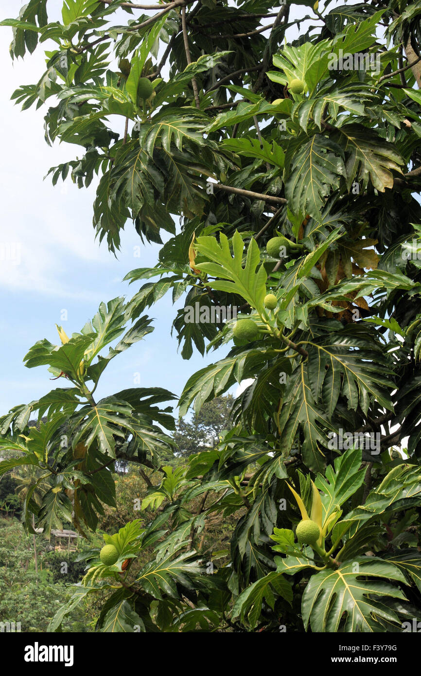 Nutmeg Tree Fruit Stock Photos & Nutmeg Tree Fruit Stock Images - Alamy