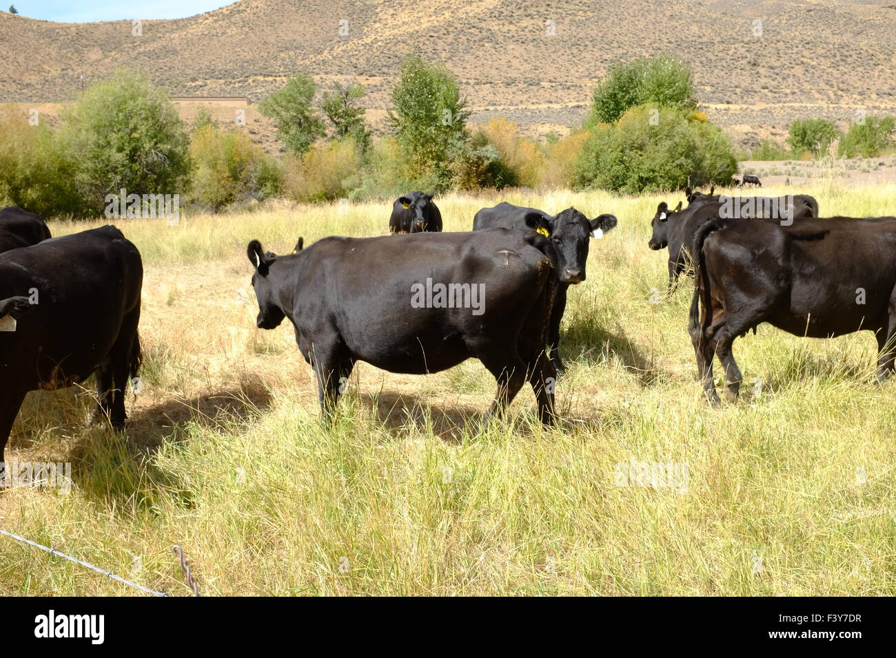Old cattle drive hi-res stock photography and images - Alamy