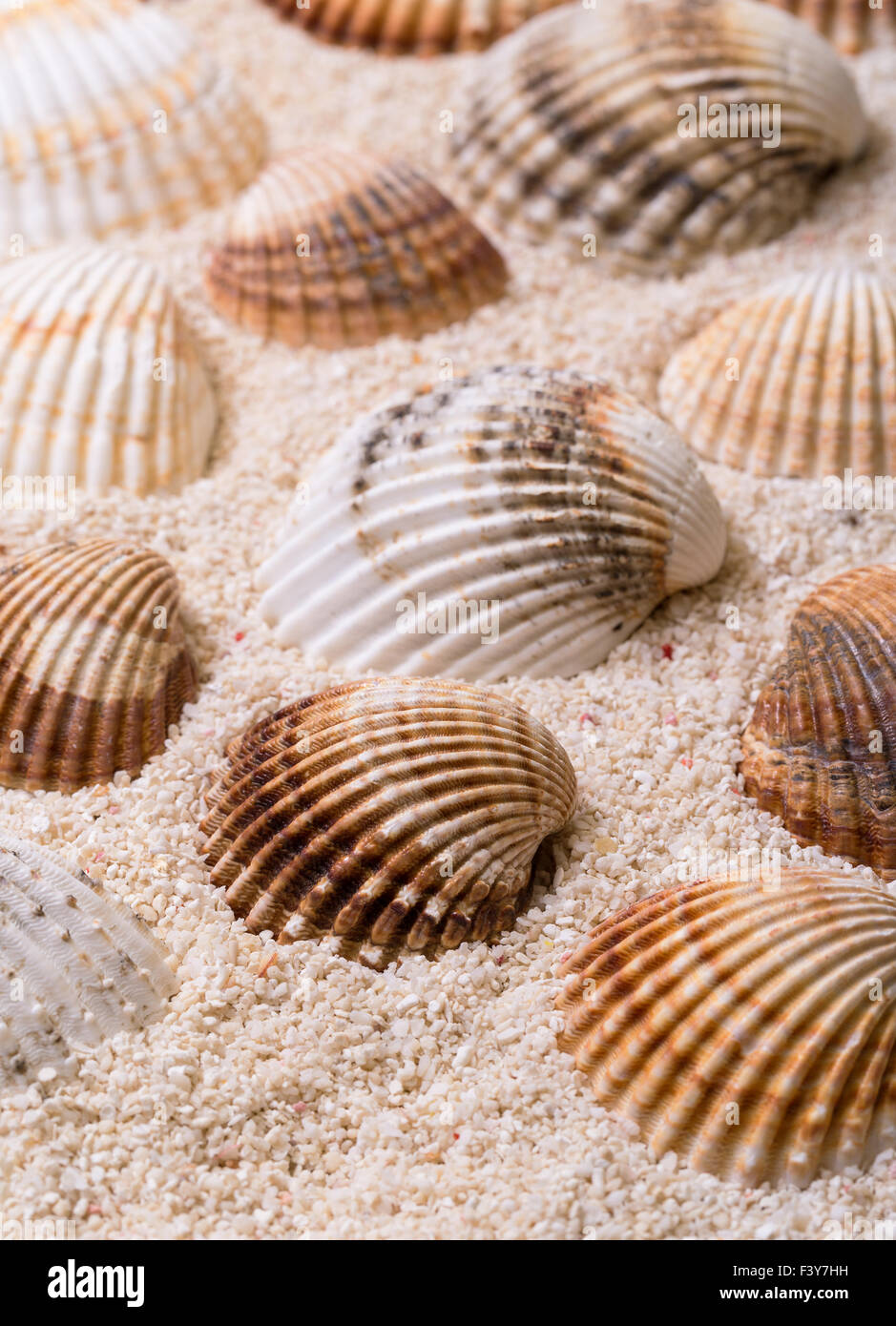 Sea shells with coral sand Stock Photo - Alamy
